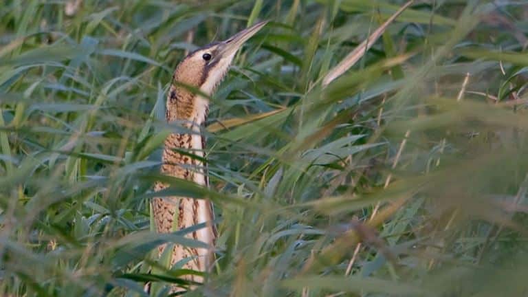 Avalon Marshes Centre - Glastonbury Information Centre